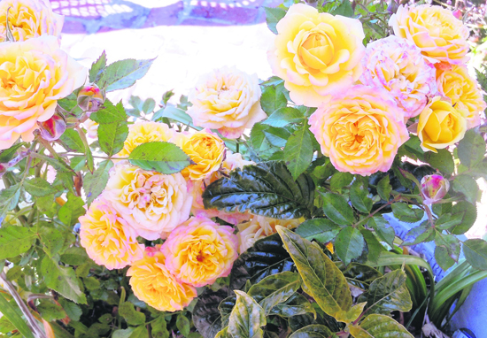 LAMORINDA WEEKLY | Digging Deep with Cynthia Brian Life is a Bed of Roses