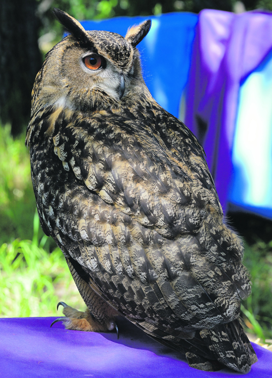 LAMORINDA WEEKLY | Earth Day at Wagner Ranch | Orinda