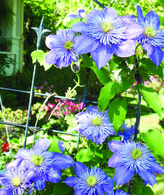 Digging Deep with Cynthia Brian Mother, May I?