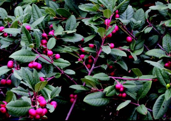 LAMORINDA WEEKLY | Fire-resistant landscaping tips for front and back yards