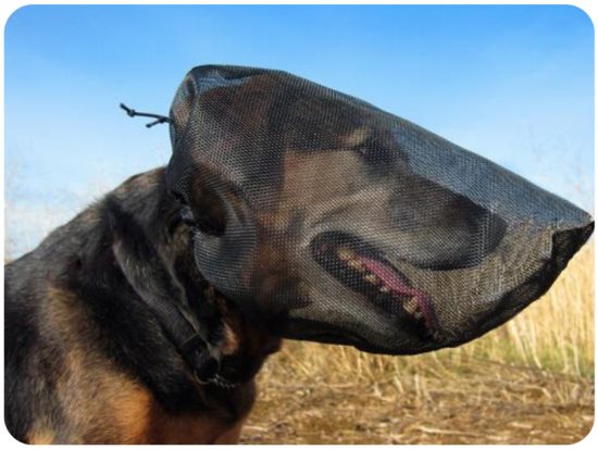 Common symptoms to look for in pets during foxtail season