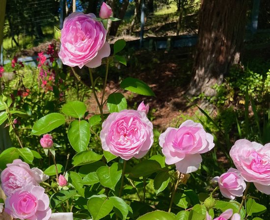 LAMORINDA WEEKLY | Digging Deep with Goddess Gardener, Cynthia Brian